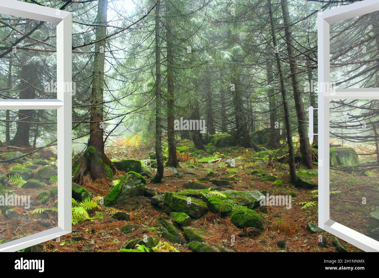 Room with window with view to forest with big stones and sprucrs ...