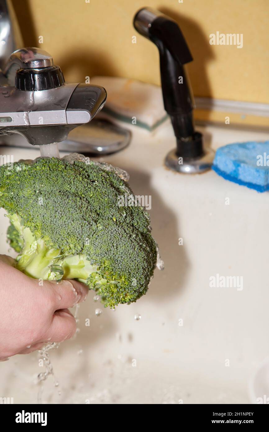 Woman's hand holding a fresh crown of broccoli under a faucet for ...