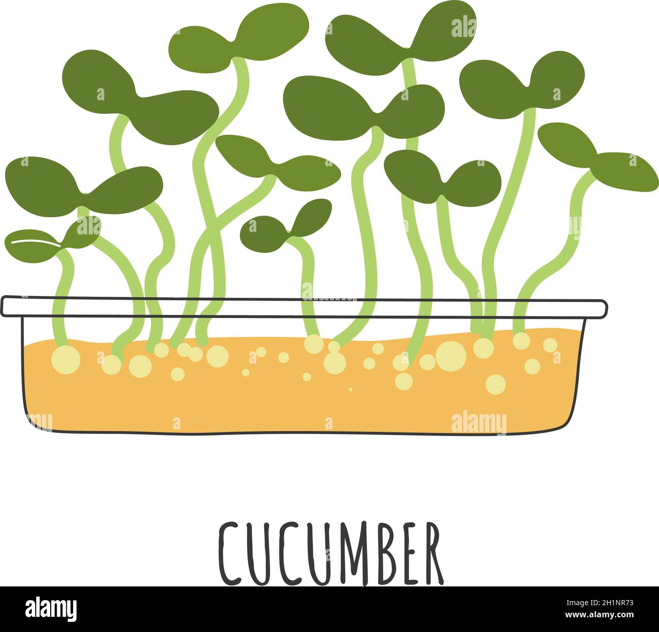 Cucumber microgreen leaves and plant stems vector Stock Vector Image ...