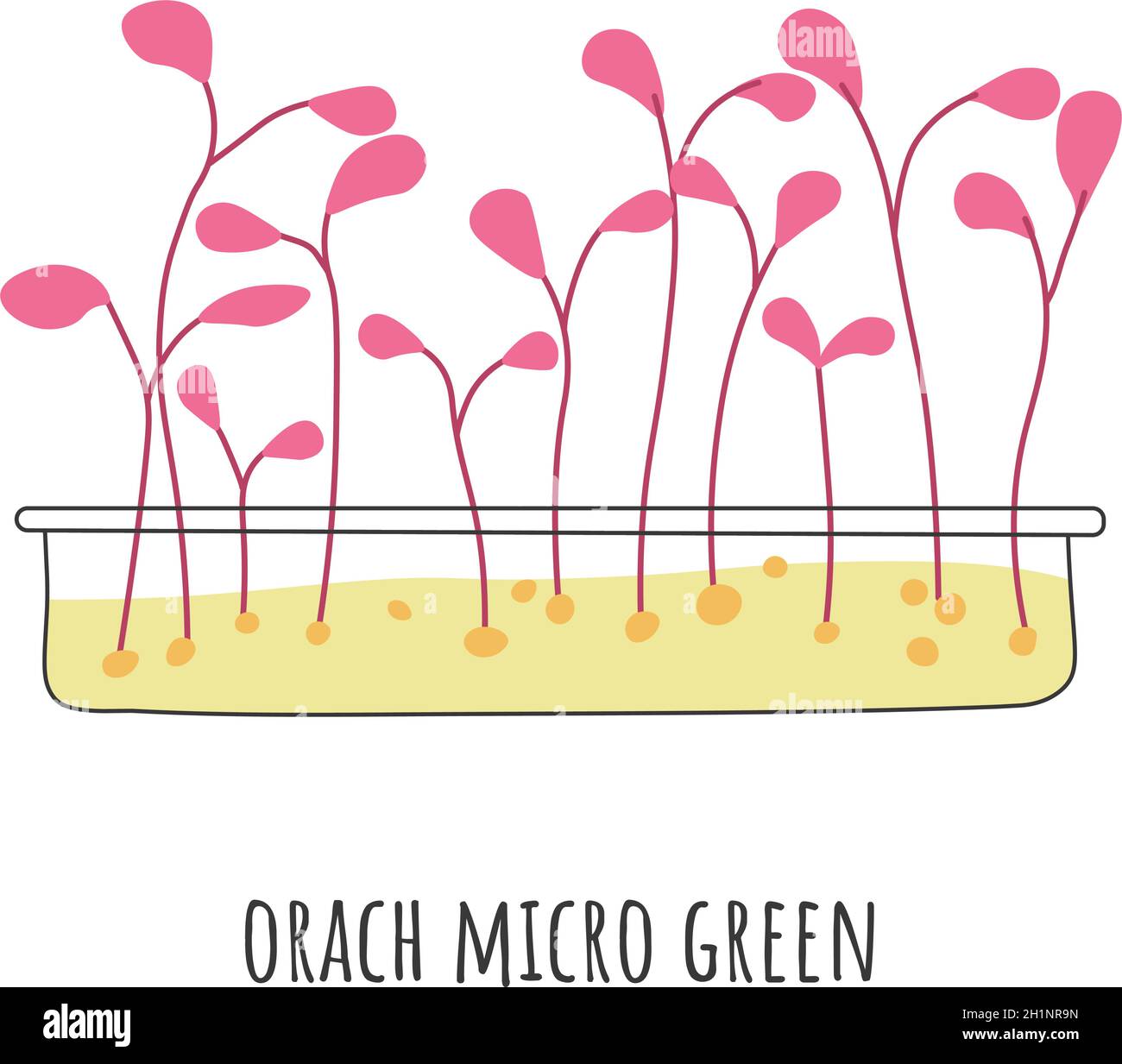 Red micro herb Cut Out Stock Images & Pictures - Alamy