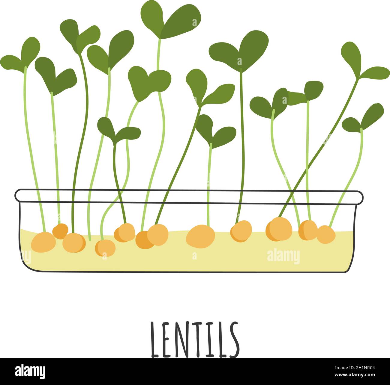 Lentils growing Stock Vector Images - Alamy