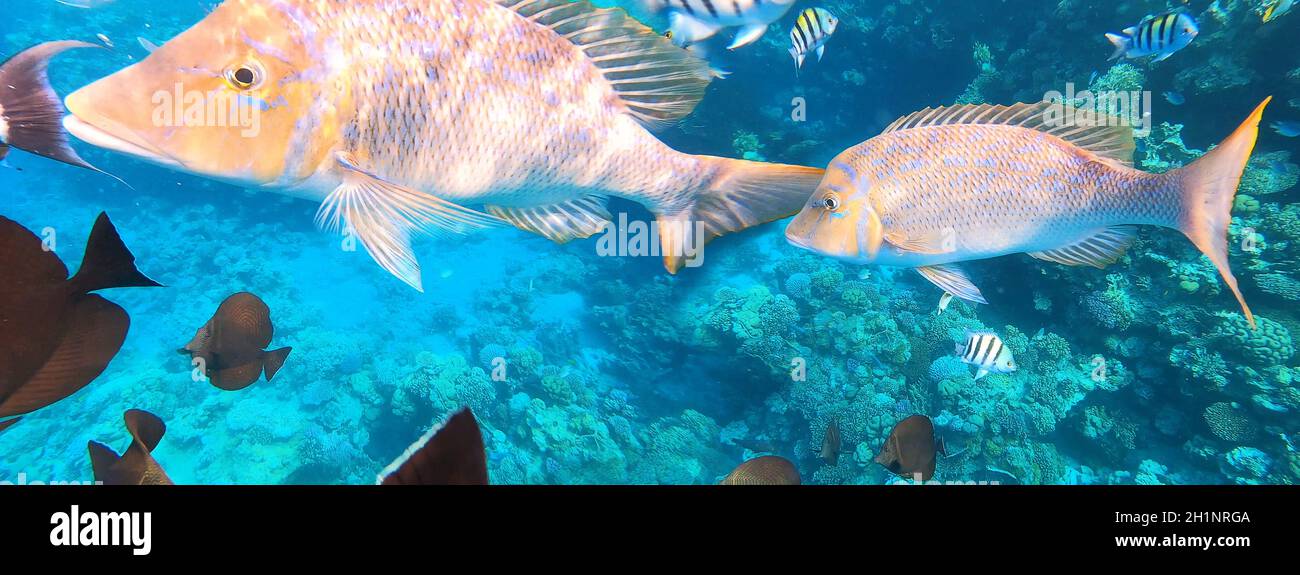 Fish emperor snapper hi-res stock photography and images - Alamy