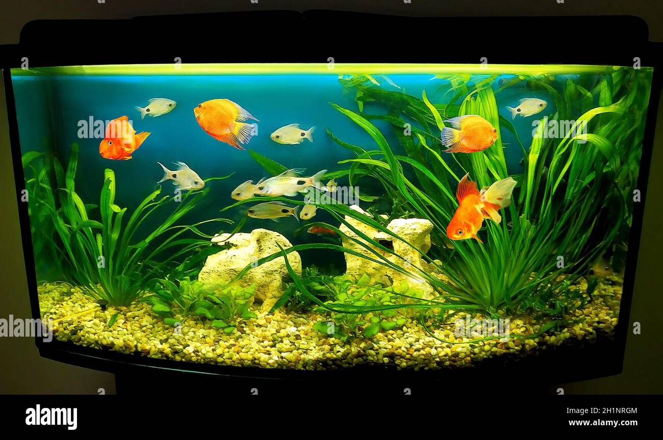 Tank full hi-res stock photography and images - Alamy