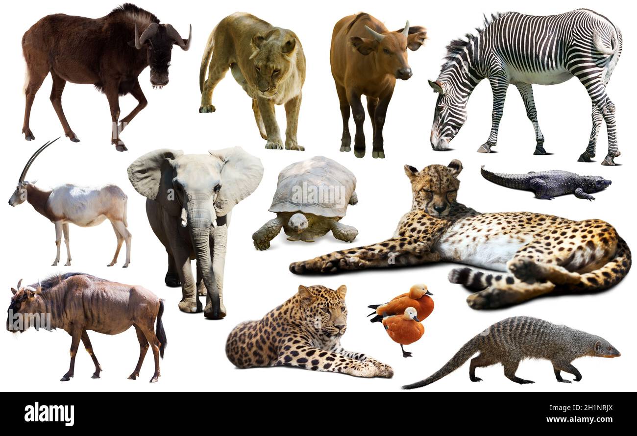 Collage wild animals birds hi-res stock photography and images - Alamy