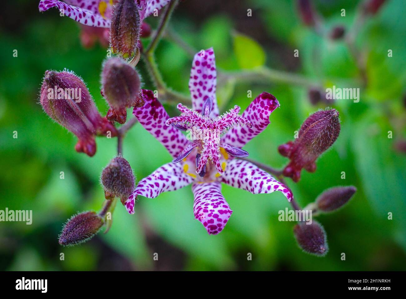 The flower launched the missile Stock Photo - Alamy