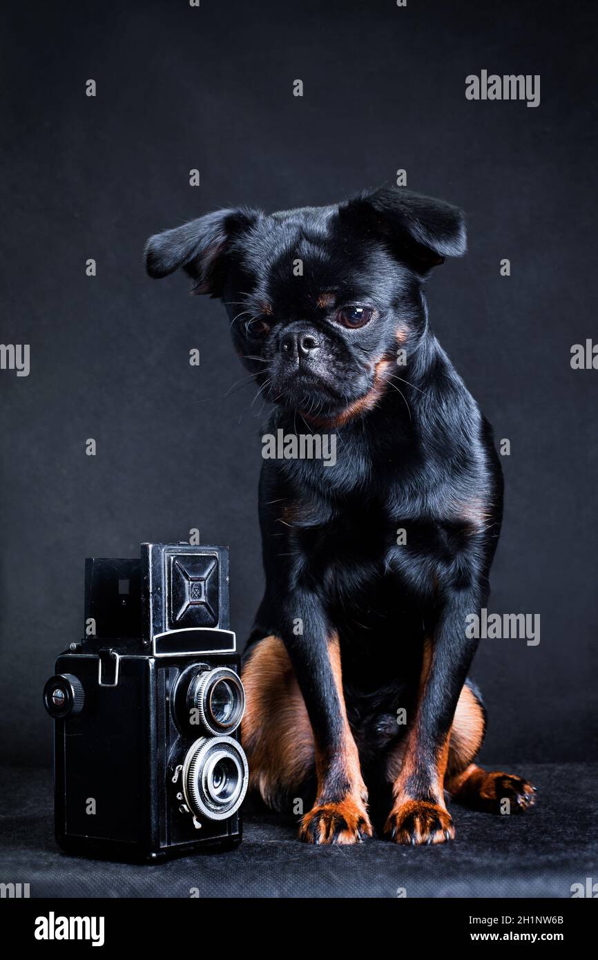 Smooth griffon hi-res stock photography and images - Alamy