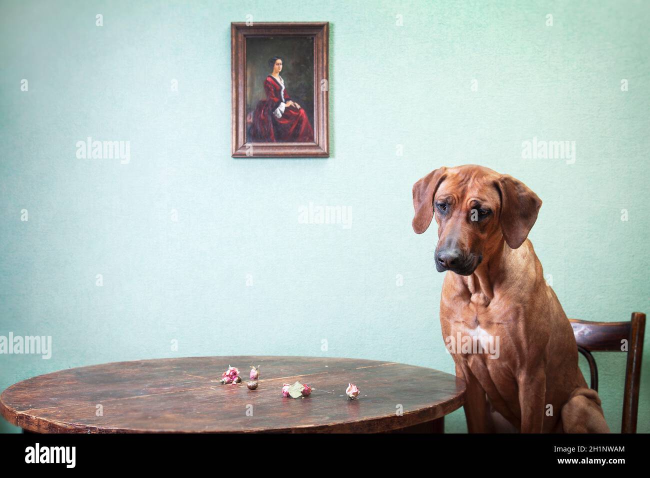 A trained red-haired large dog, a Rhodesian ridgeback breed, sits on a ...