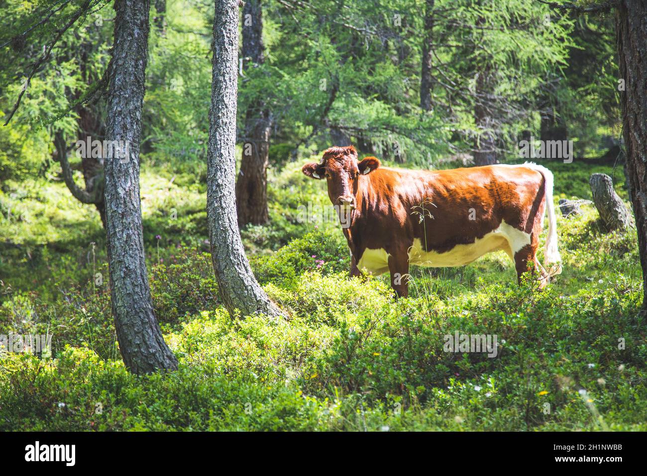 Cow is grazing in an idyllic forest on a mountain, Austria Stock Photo ...
