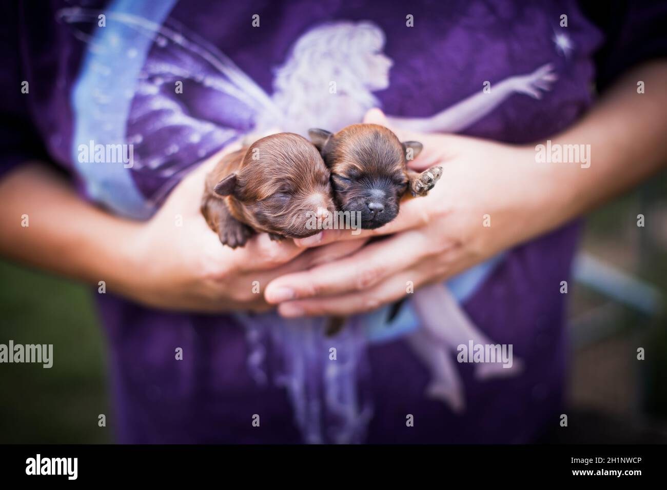 Magical red-haired tiny puppies of the breed Russian colored lapdog ...