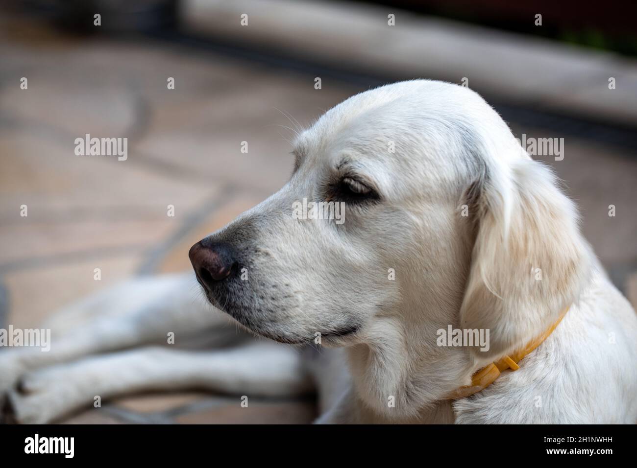 beautiful golden retriever on the stone terrace in garden Stock Photo ...