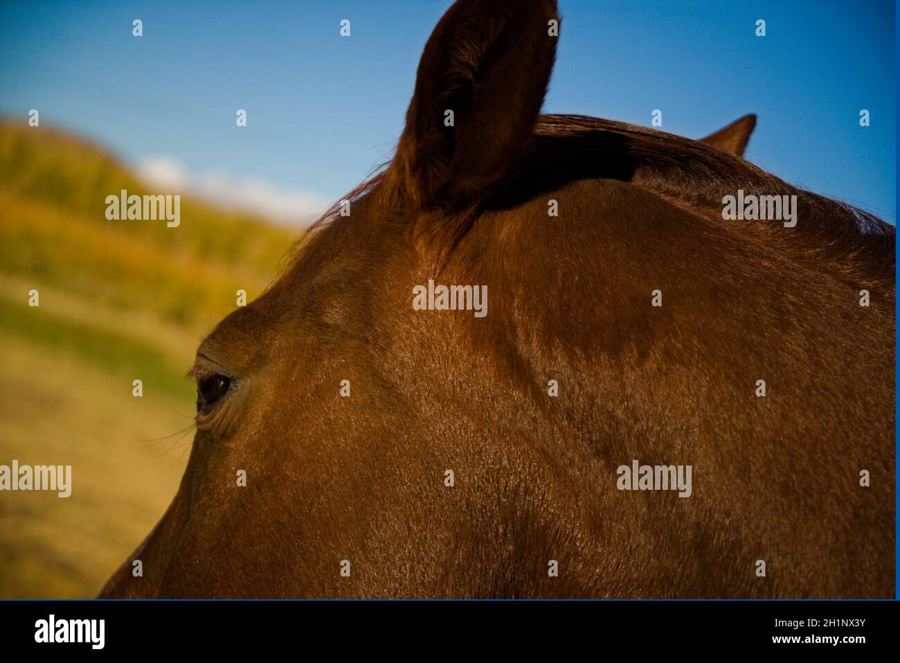 Close up of partial side profile of horse's head, showing its rich ...