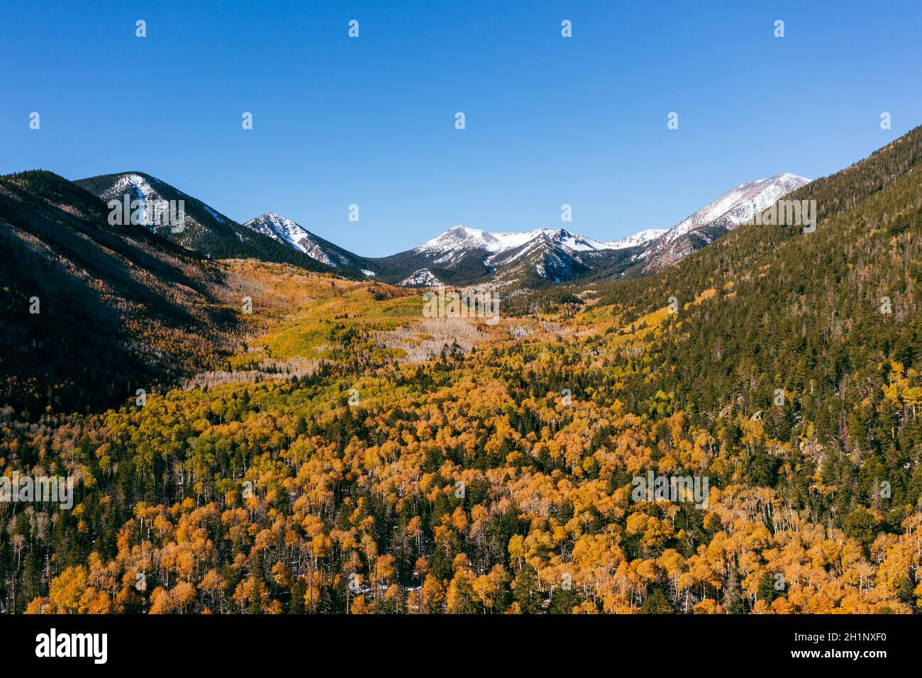 Golden aspen hi-res stock photography and images - Alamy