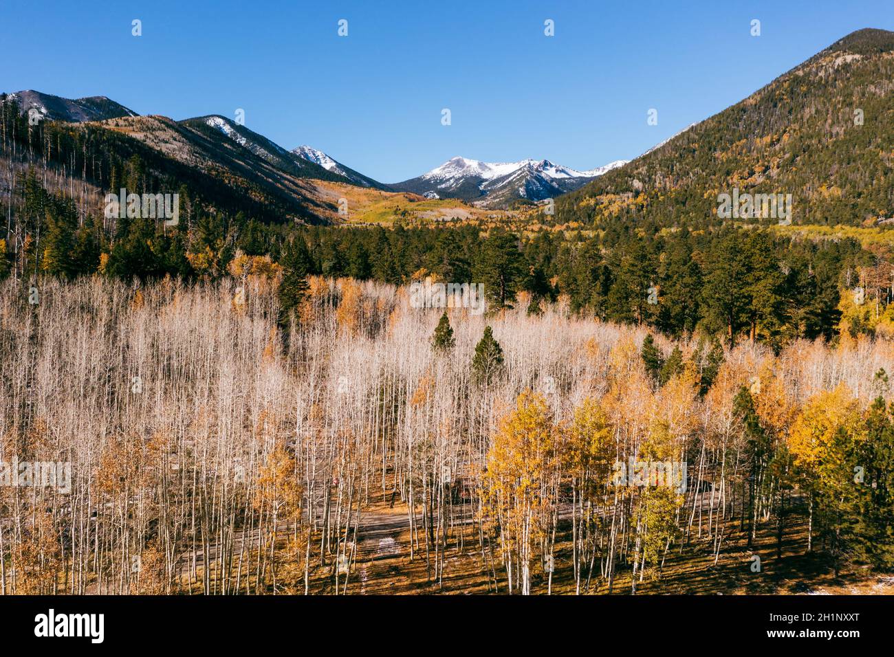 Aspen tree in mountain hi-res stock photography and images - Alamy