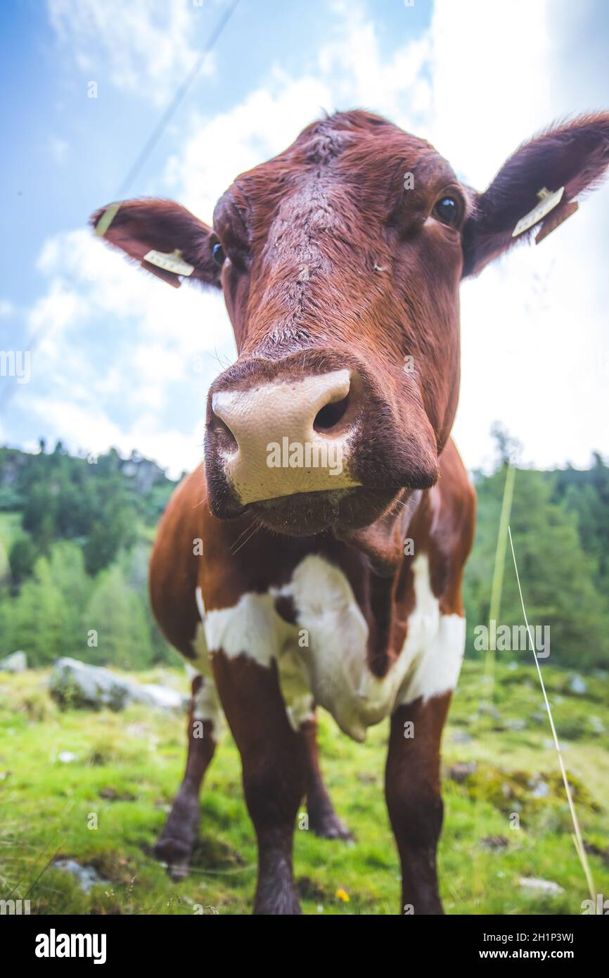Funny wide angle close up of a curious cow Stock Photo - Alamy