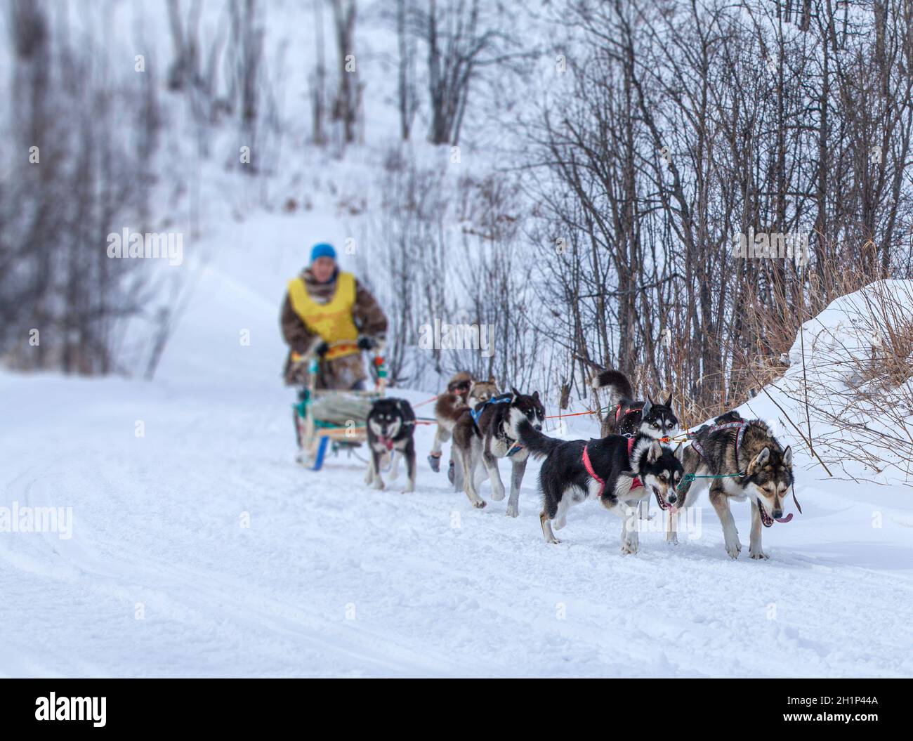 Woman musher hiding behind sleigh at sled dog race on snow in winter ...