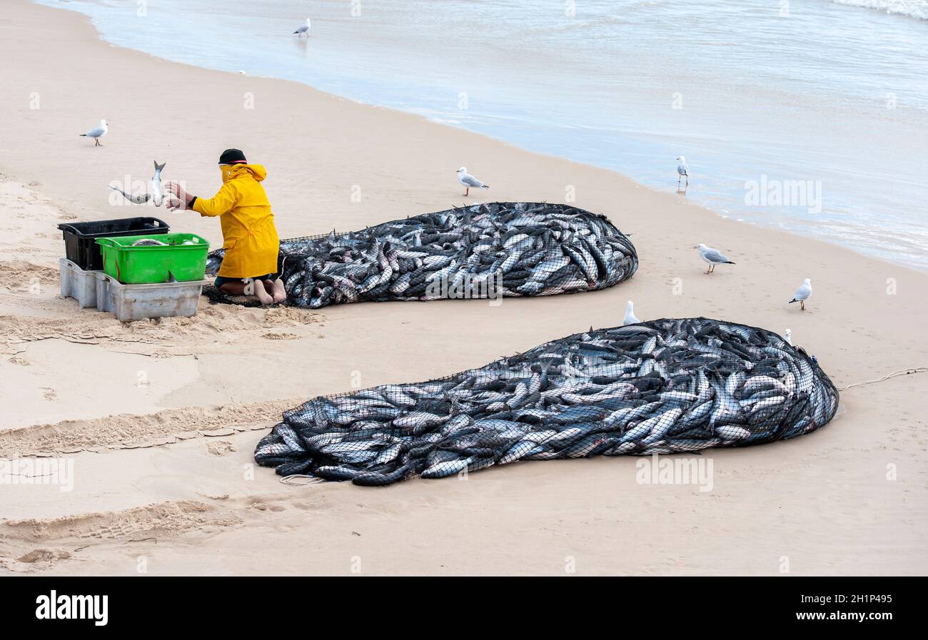 Sea Mullet caught on the north Coast of New South Wales, Australia ...
