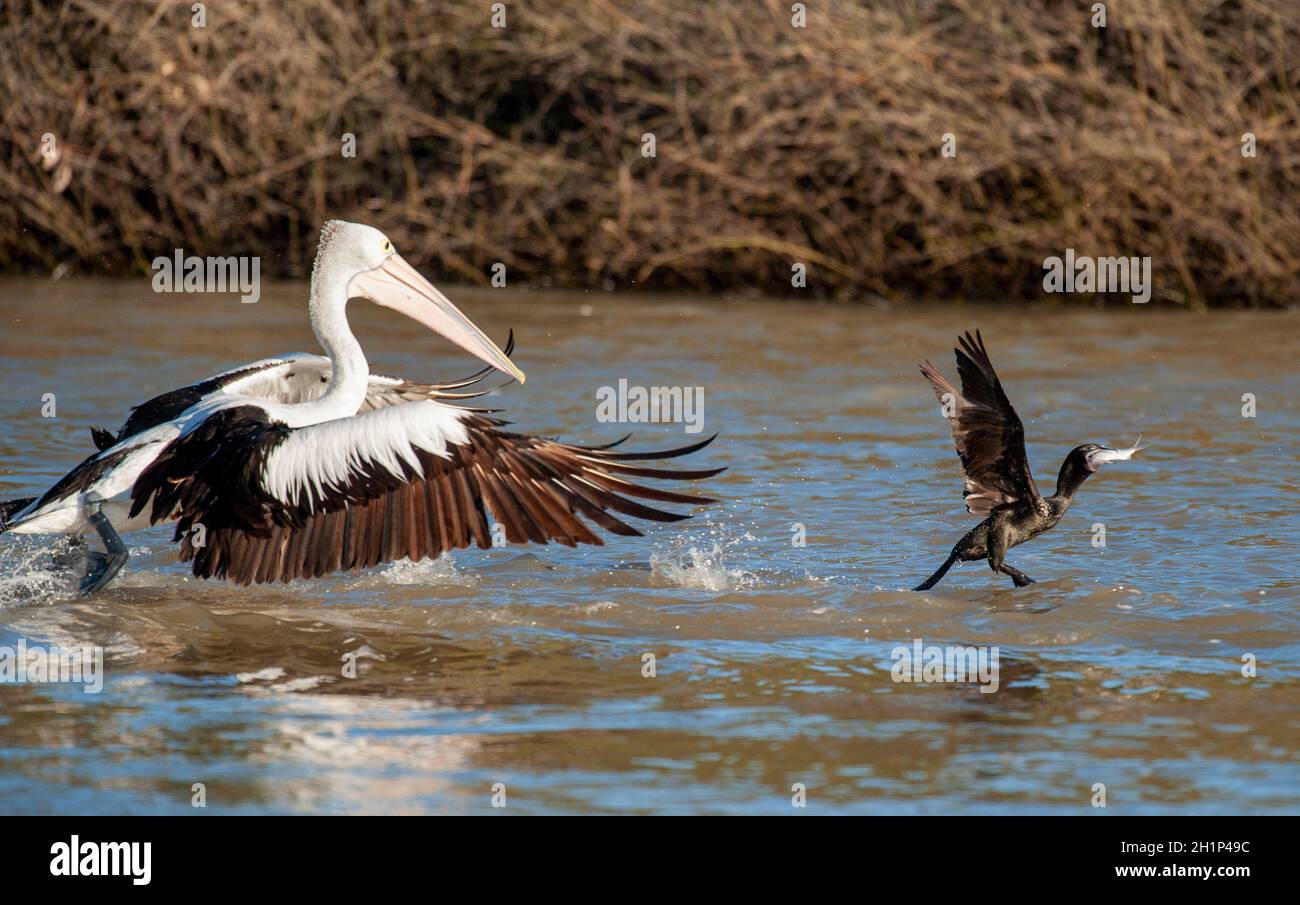 A pelicans trying to attack a cormorant and take his fish Stock Photo ...