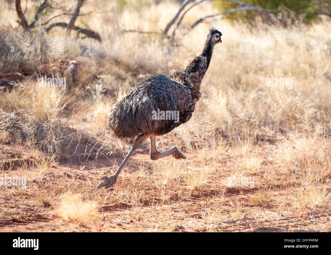 Emu in full flight in outback New South Wales, Australia Stock Photo ...