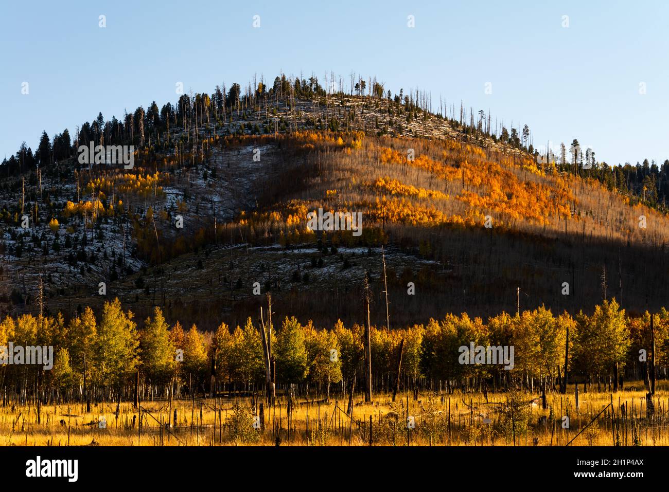 Charred remnants of trees on hillside in Flagstaff, Arizona Stock Photo ...