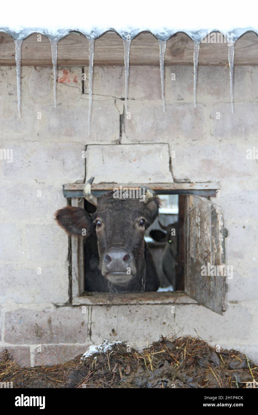 cow looking out from window of shed on red brick wall. Livestock ...