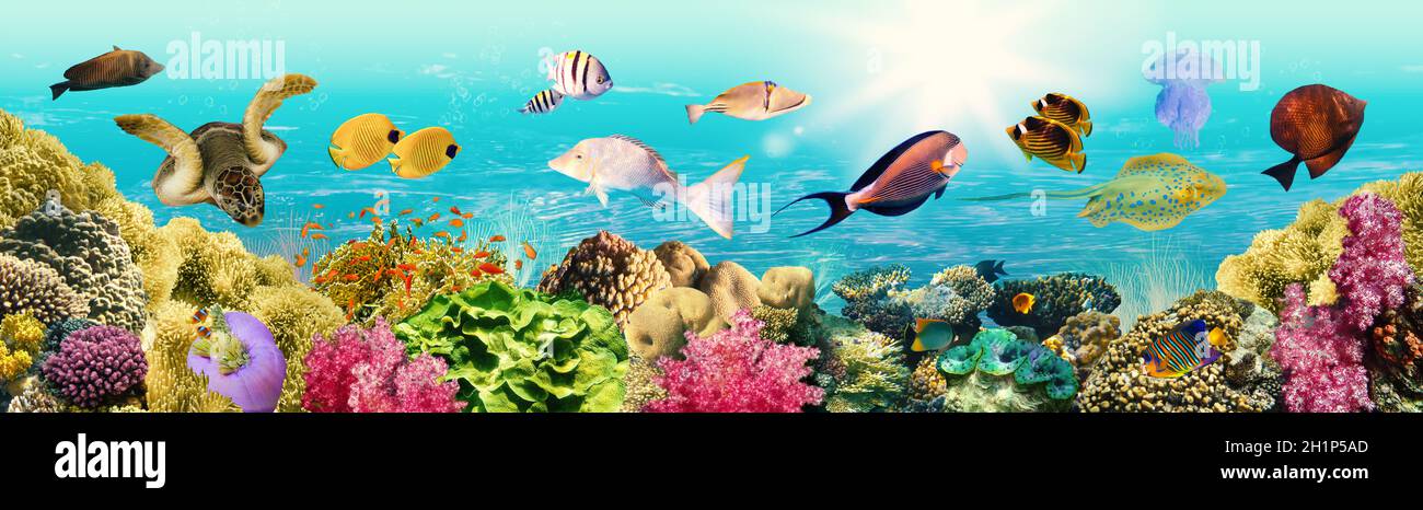 Coral Reef Fish Wallpaper