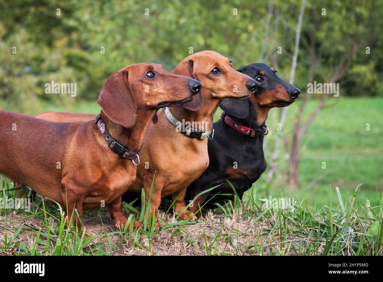 Three dachshund dogs in a row, red and black, dutifully stand in the ...