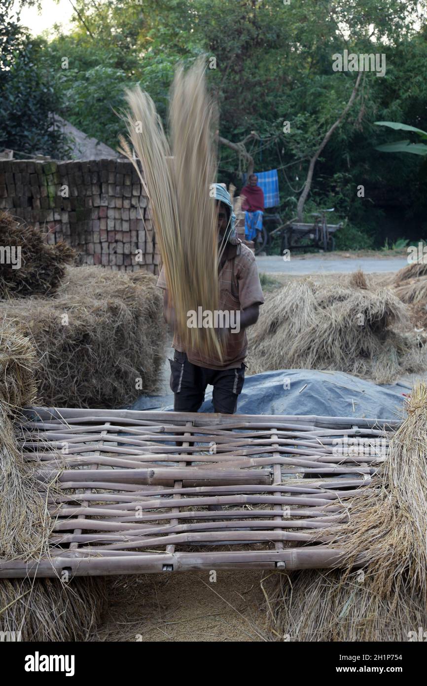 Rice is threshed/winnowed in Baidyapur, West Bengal, India Stock Photo ...