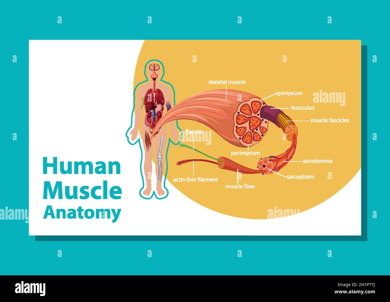 Human muscle anatomy with body anatomy illustration Stock Vector Image ...