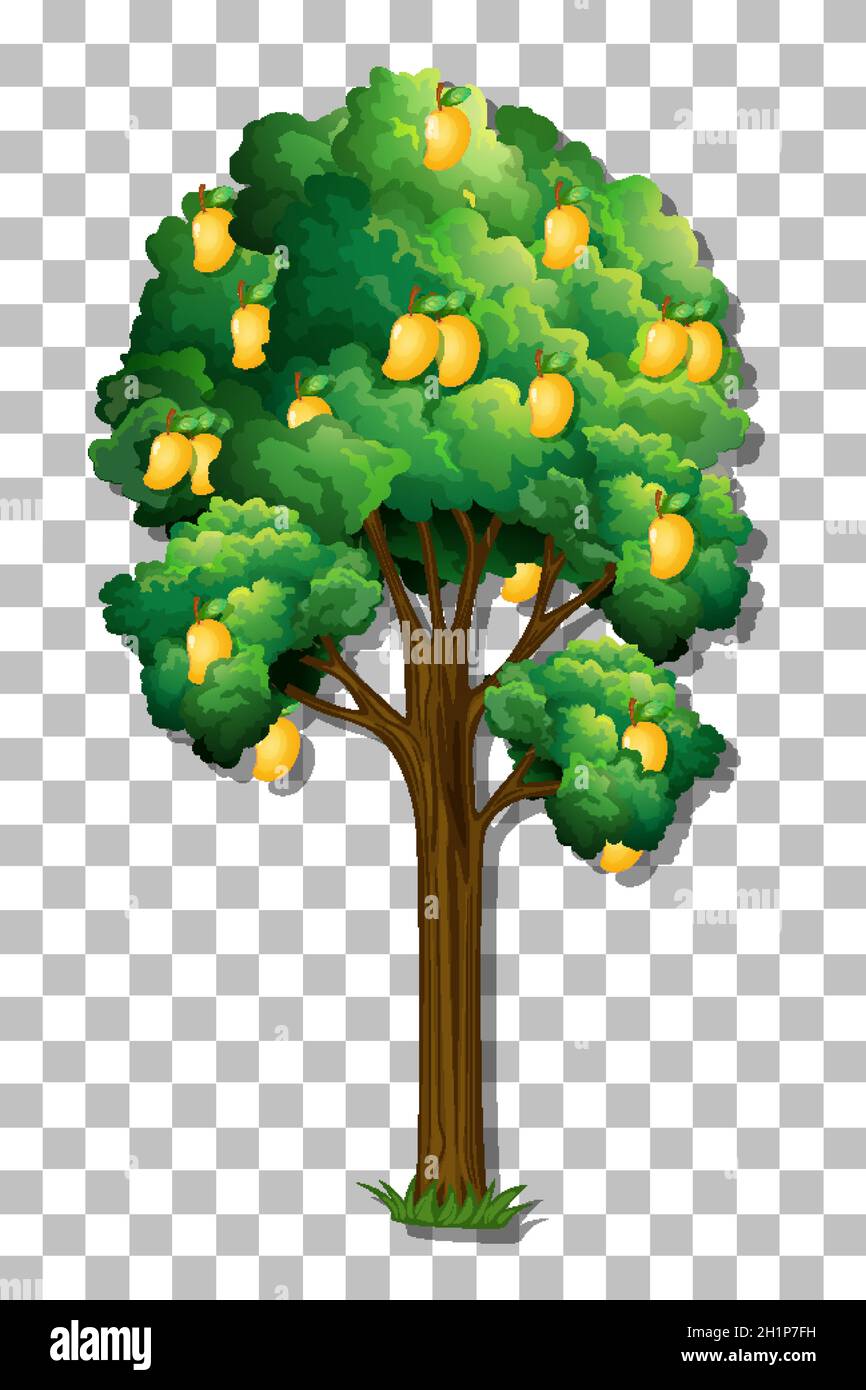 Mango tree on transparent background illustration Stock Vector Image ...
