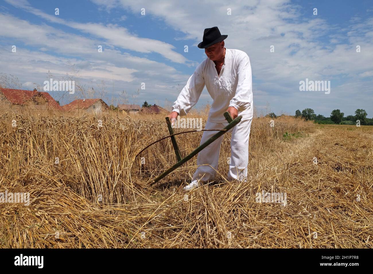 Farmer harvesting wheat with scythe in wheat fields in Trnovec, Croatia ...