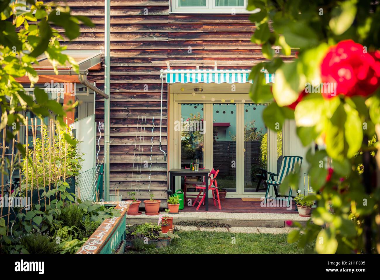 Red rose flower and small garden with raised bed in the blurry ...