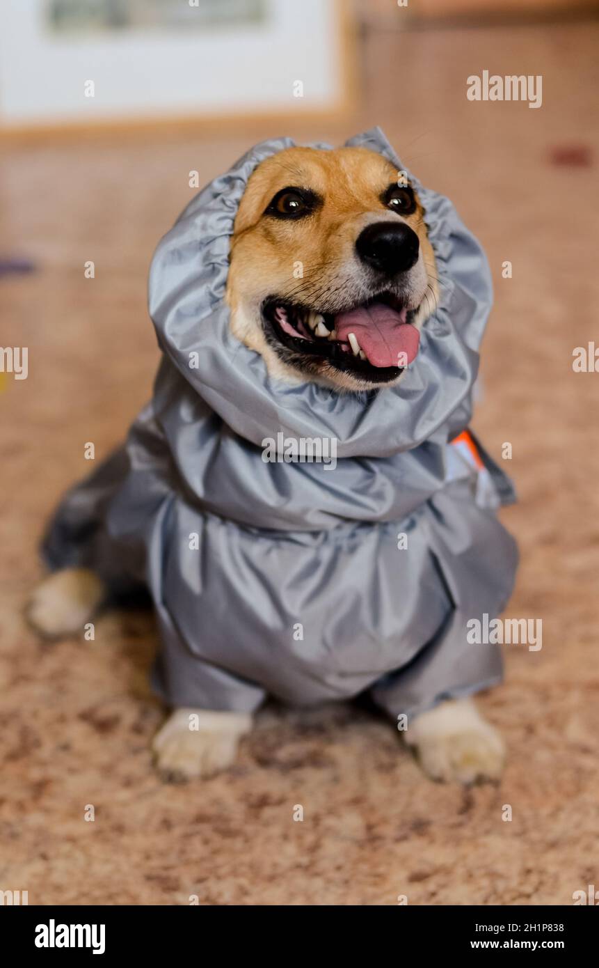 The dog in his clothes. A jacket for a dog. Fitting clothes Stock Photo ...