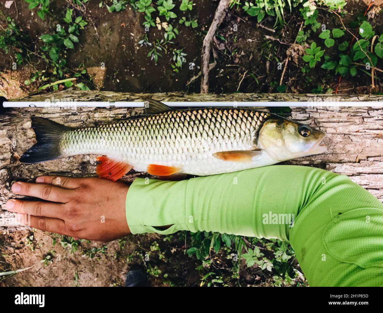 Caught fish the size of an elbow. The bull measures the size of the ...