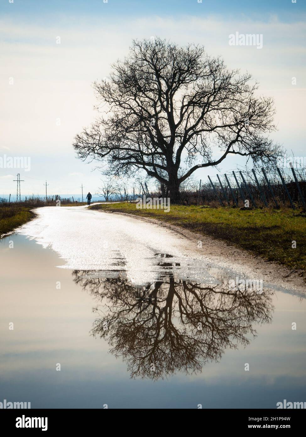 reflection of a tree in a puddle Stock Photo - Alamy