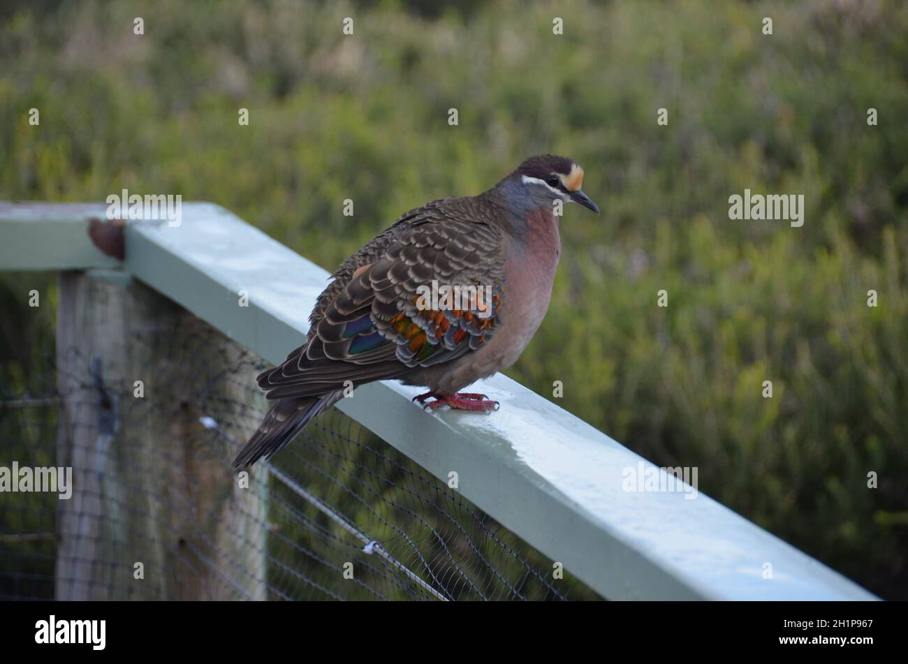 common bronzewing pigeon western australia Stock Photo - Alamy