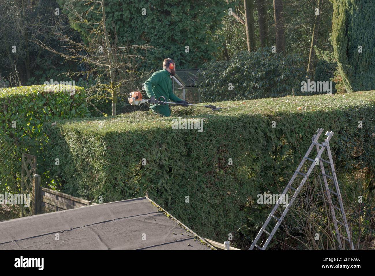 Pruning bushes in the garden. Autumn gardening Stock Photo - Alamy