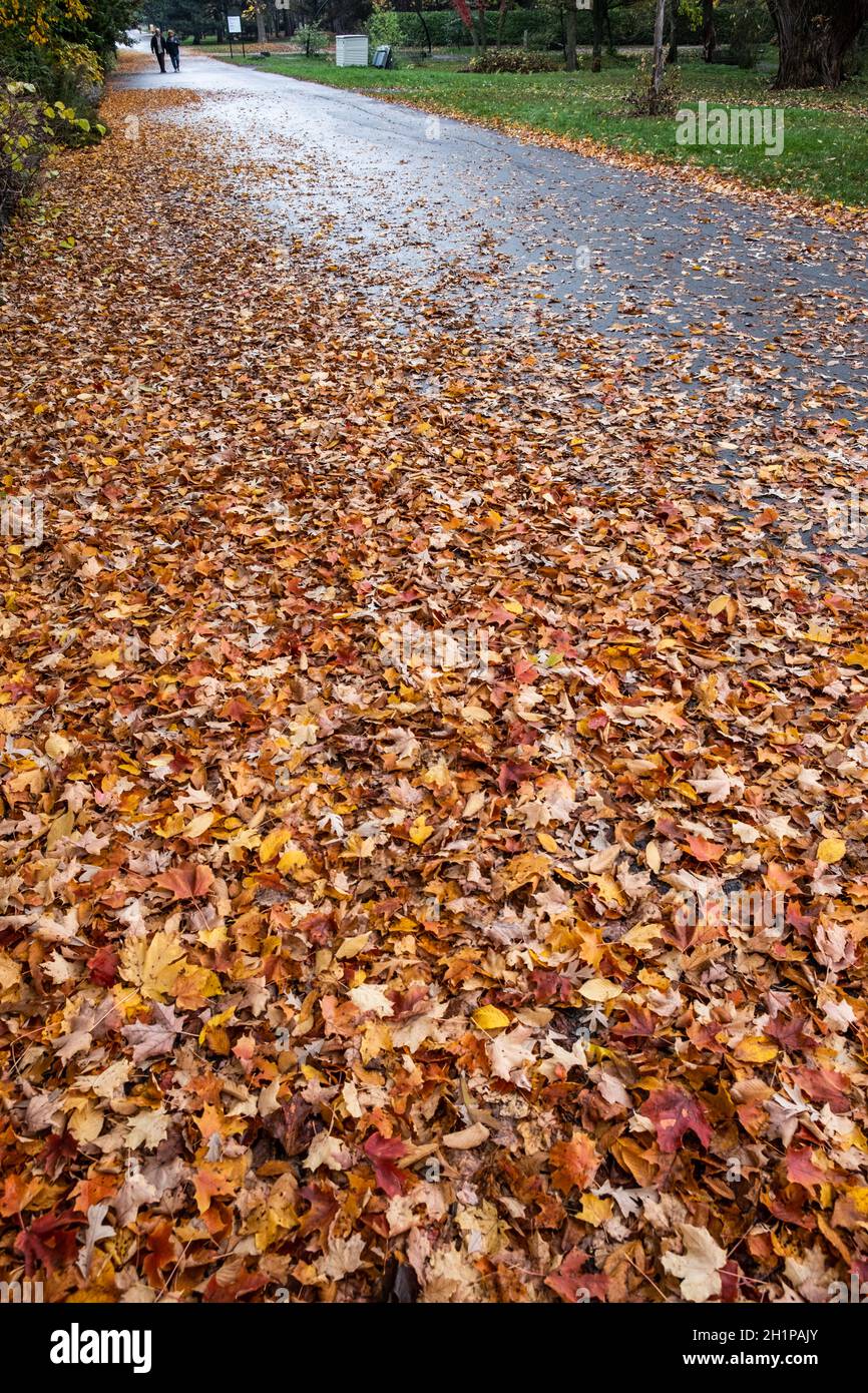 Fall leaves on the ground in the Montreal Botanical Garden Stock Photo ...