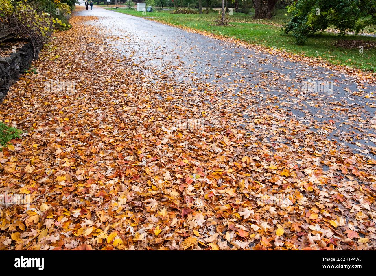 Fall leaves on the ground in the Montreal Botanical Garden Stock Photo ...