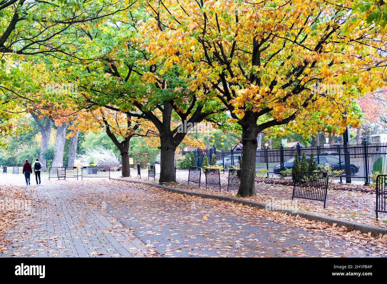Oak trees on a rainy day at the Montreal Quebec Botanical garden ...
