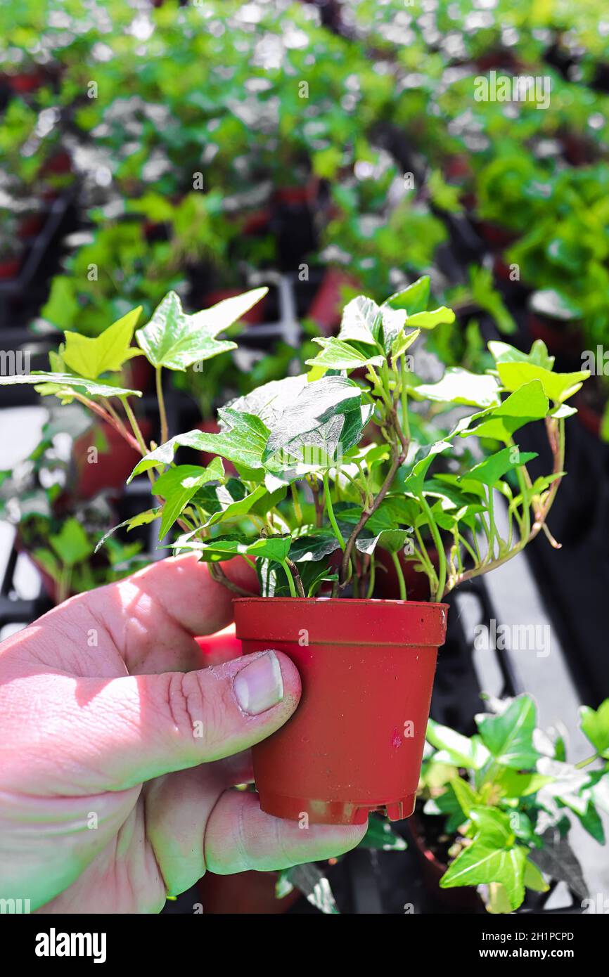 Pot of ivy hi-res stock photography and images - Alamy