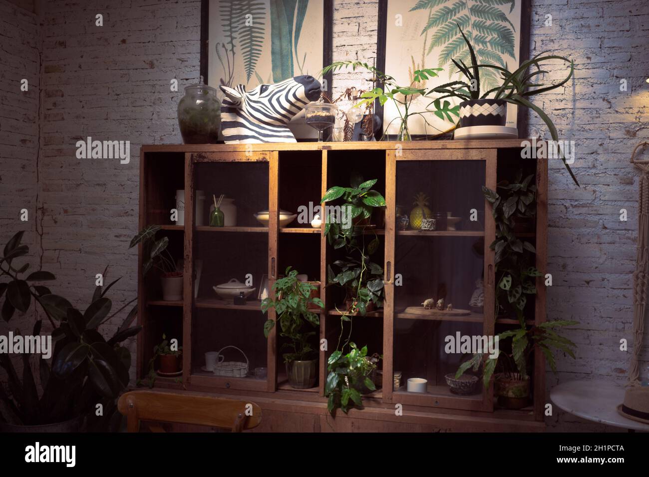Exotic houseplants with beautiful leaves , Different indoor plants in ...