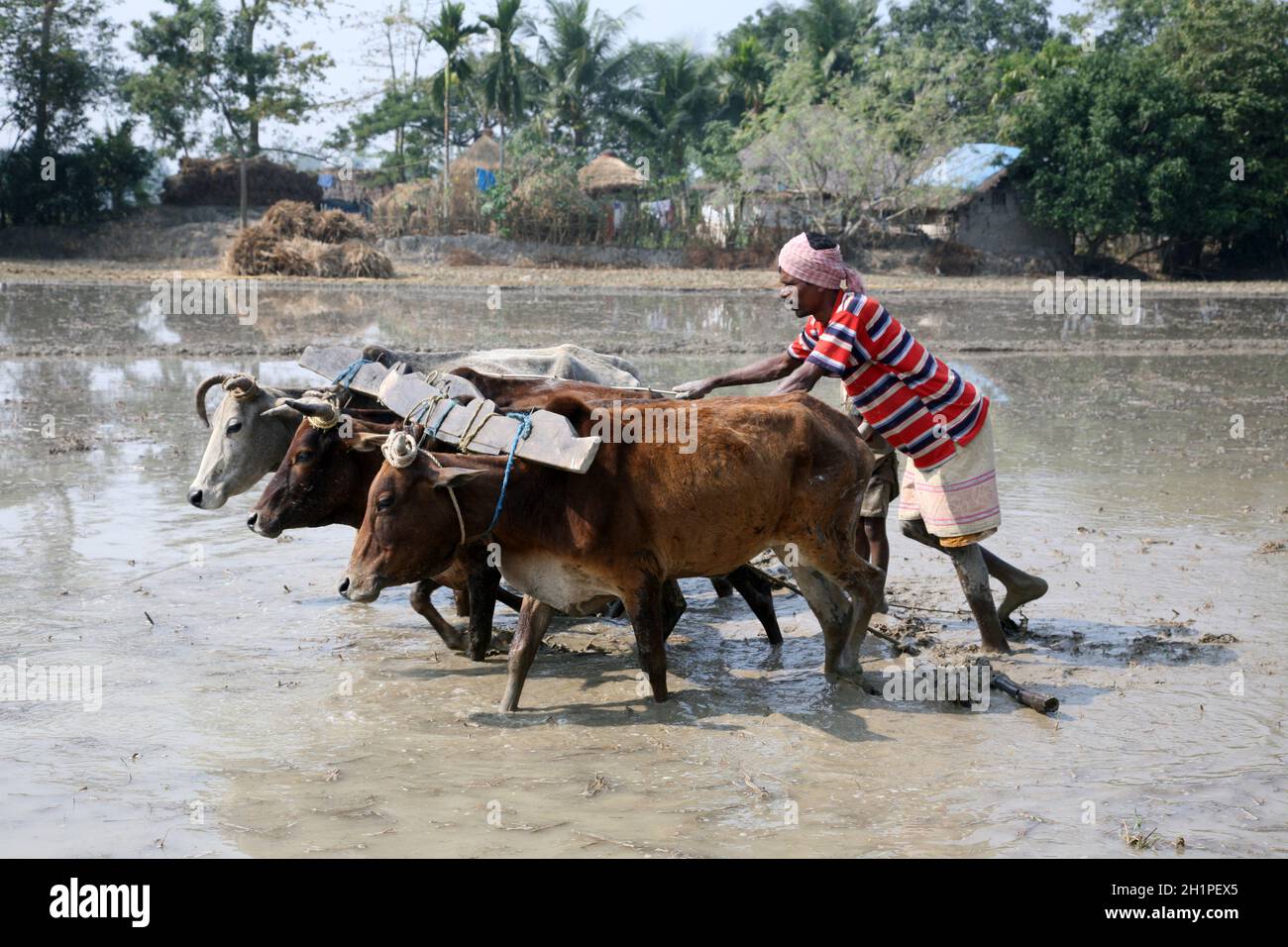Farmers plowing agricultural field in traditional way where a plow is ...