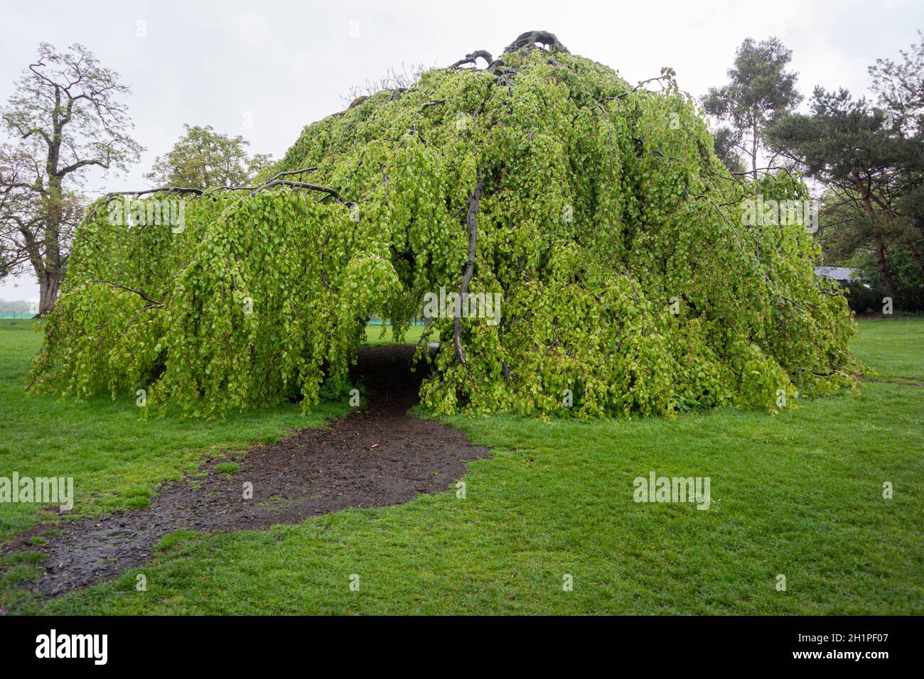 Weeping beech tree hi-res stock photography and images - Alamy