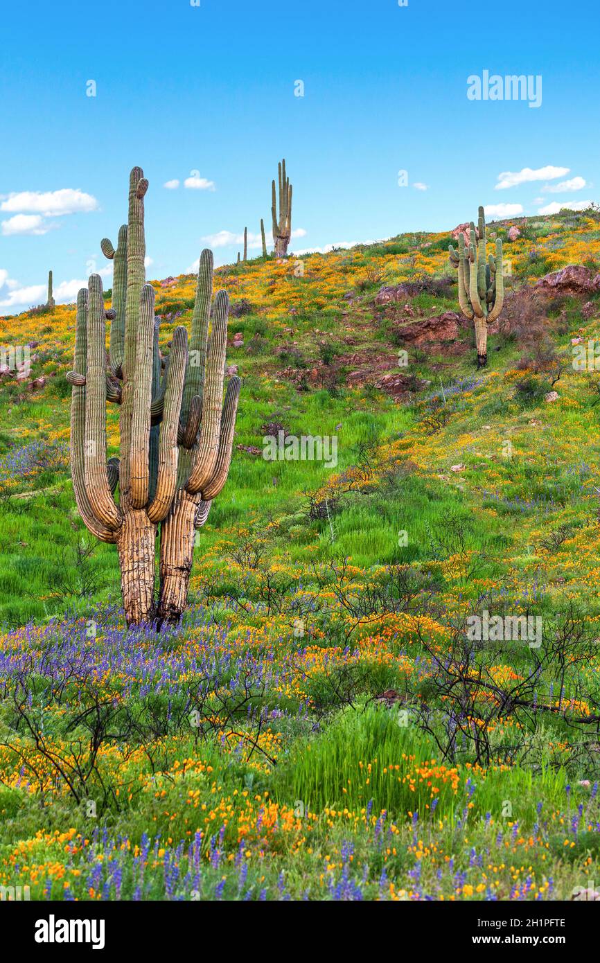 Cacti california hi-res stock photography and images - Alamy
