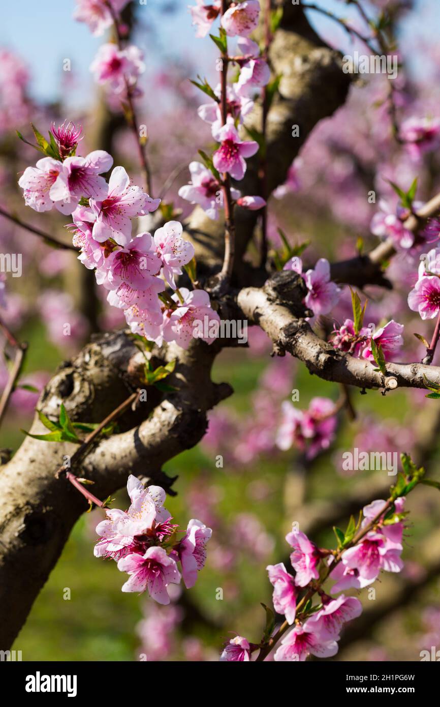 Flowering of peach trees Stock Photo - Alamy