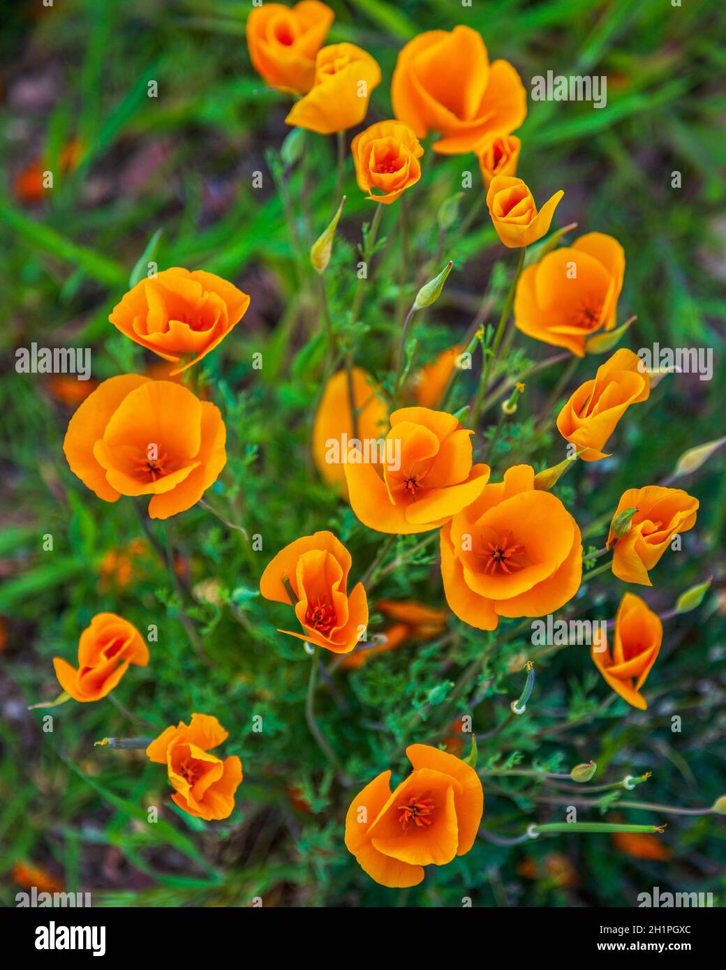 Closeup of Orange California Poppies Blooming in a Field. Orange ...