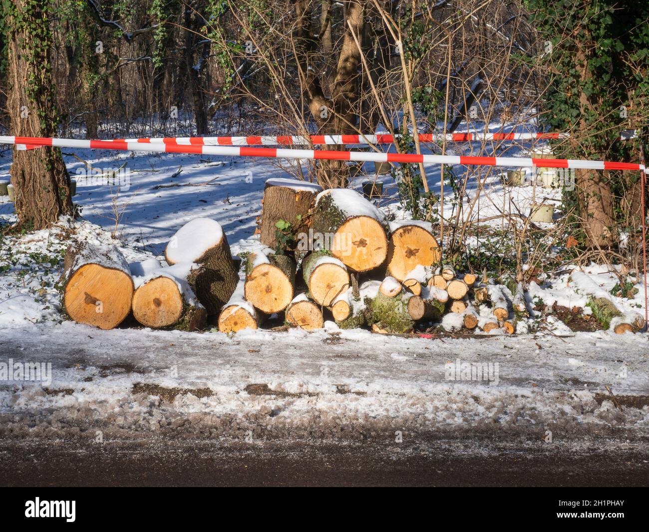 Sawn tree trunk hi-res stock photography and images - Alamy