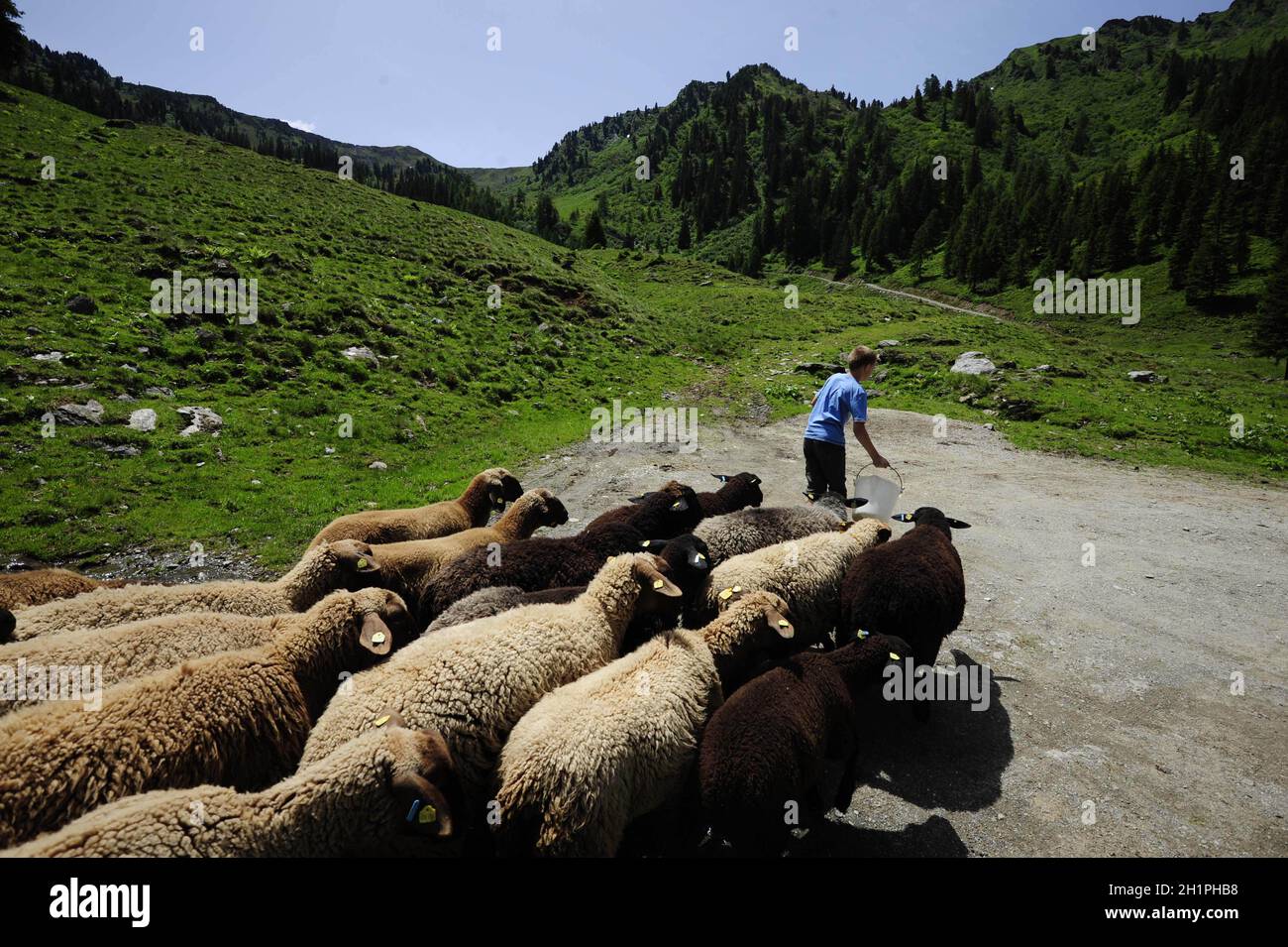 Animals in the alps hi-res stock photography and images - Alamy