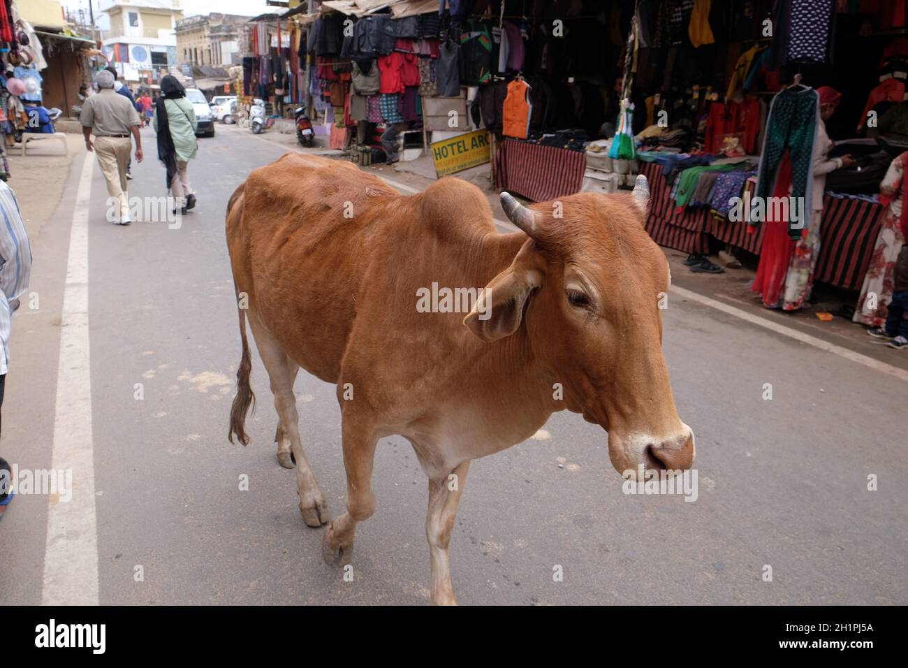 Cows strolling around in the city of Pushkar, India. Most Hindus ...