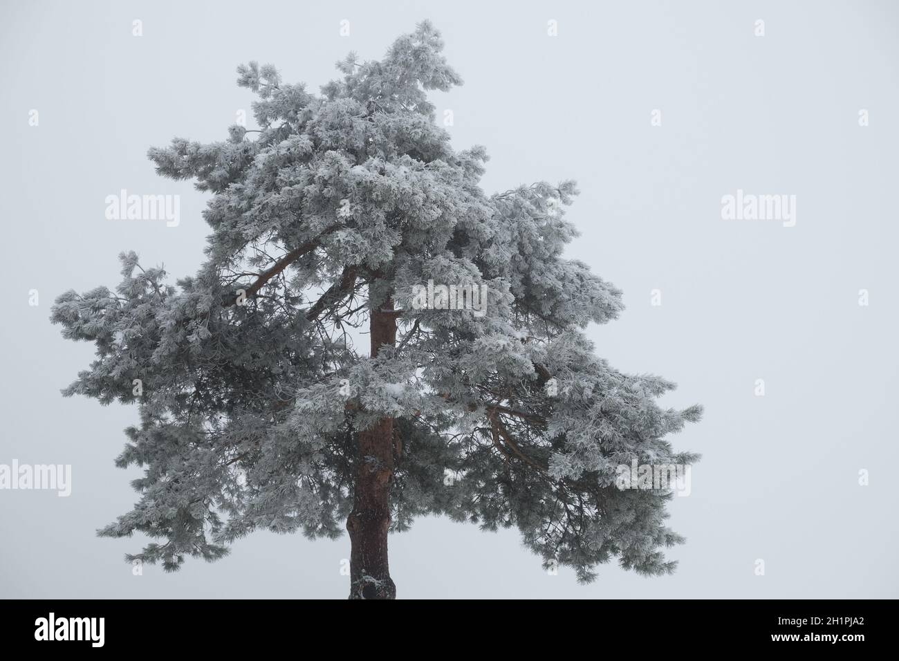 snowy tree in the mist Stock Photo - Alamy